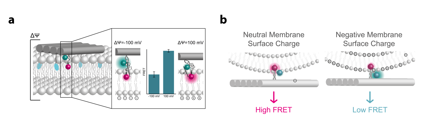 Single-molecule sensing with DNA origami – Group of Philip Tinnefeld at ...